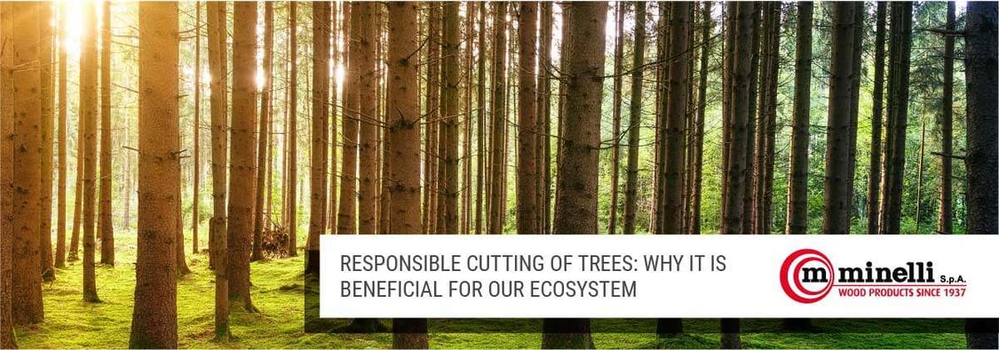Sustainable logging: why it is beneficial for our ecosystem