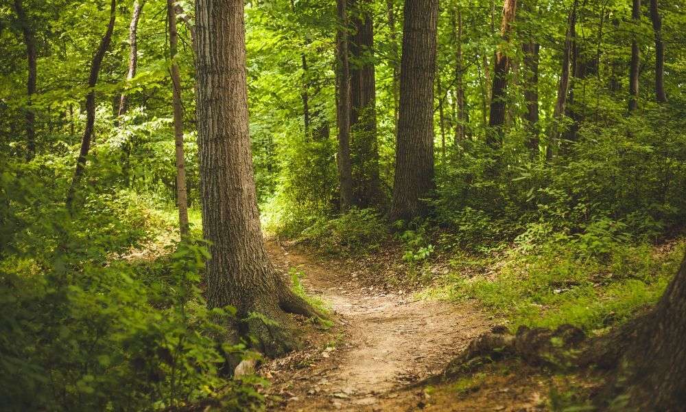 A complete guide to FSC® Certified Wood