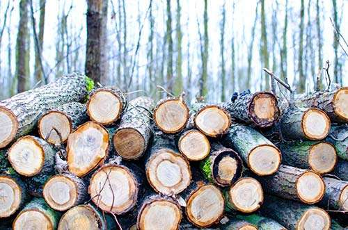 Sustainable logging: why it is beneficial for our ecosystem