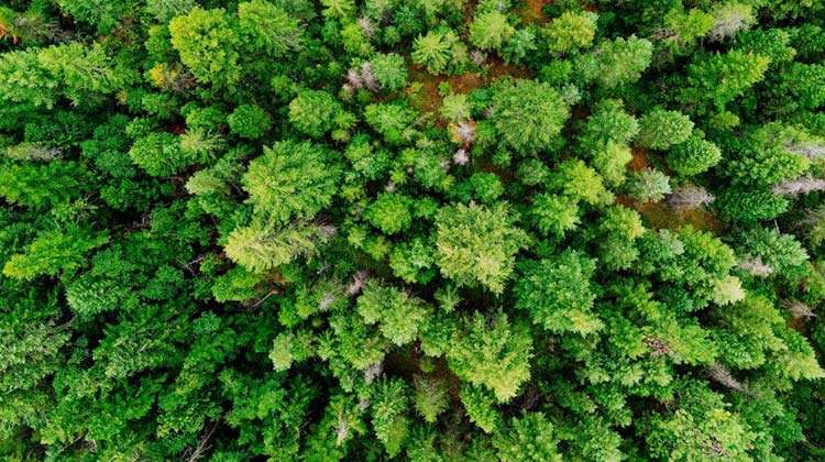 Sustainable logging: why it is beneficial for our ecosystem